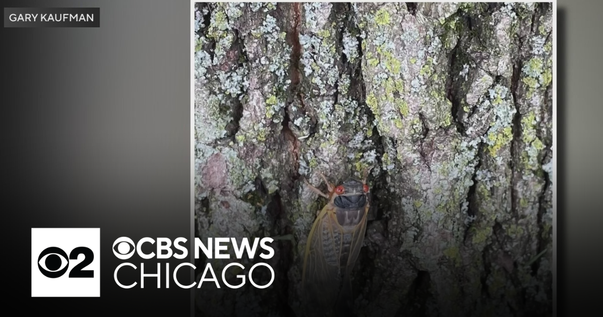 Cicada sighting in Highland Park - CBS Chicago