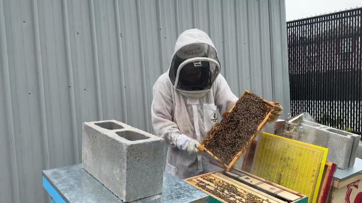 Meet the beekeeper protecting pollinators in Far Rockaway, Queens - CBS ...