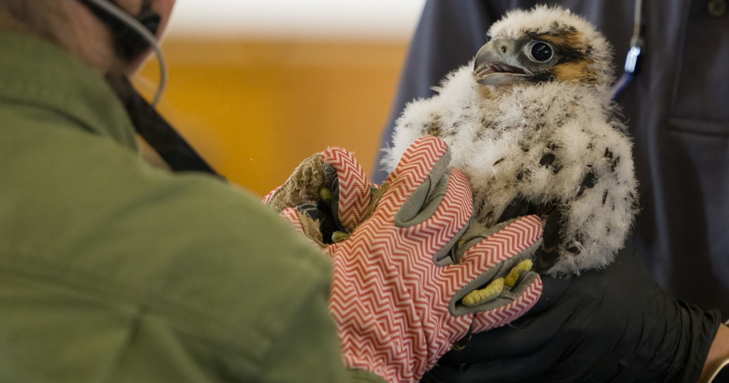 Young peregrine falcons in Pitt's Cathedral of Learning nest learning ...