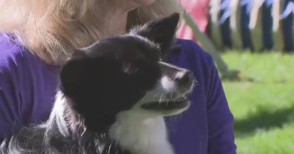 Ellicott City dog Nimble wins Westminster Dog Show agility contest ...