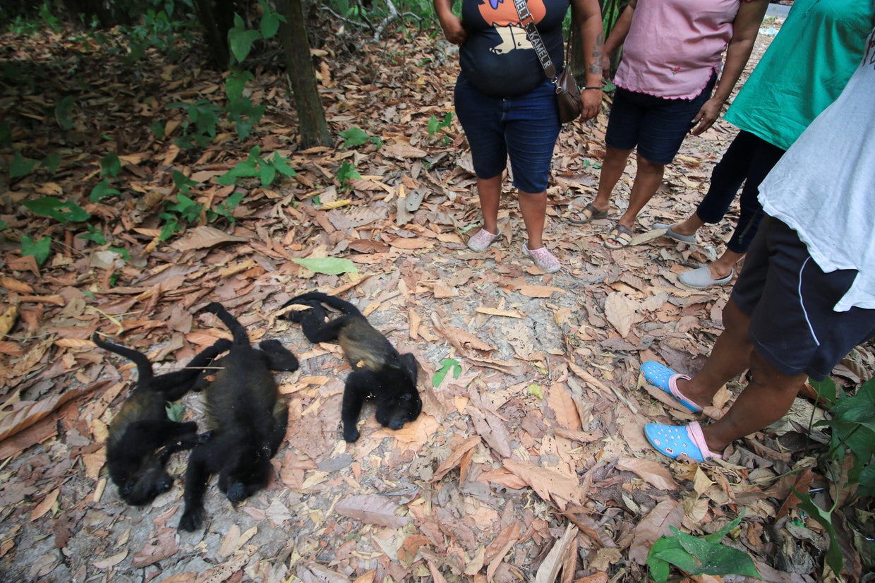 Monkeys are dropping dead from trees in Mexico as a brutal heat wave is ...