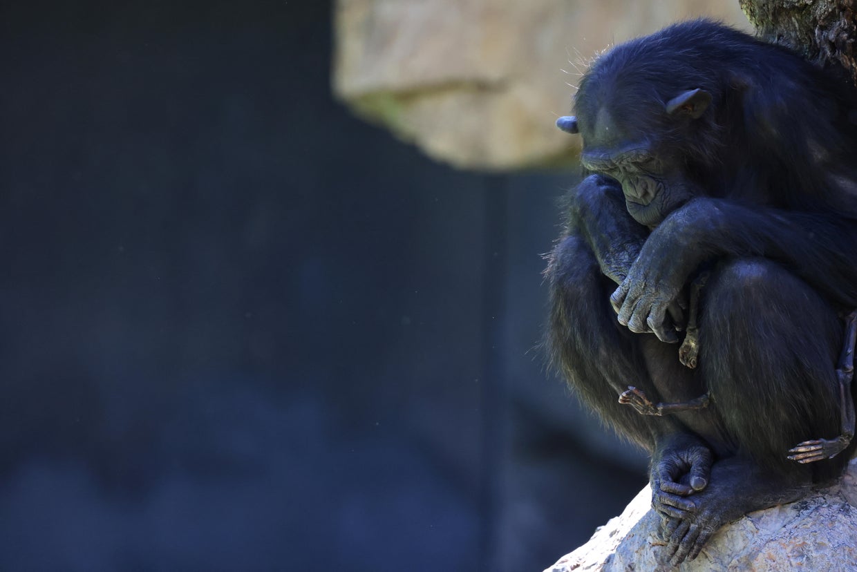 Grieving chimpanzee carries around her dead baby for months at zoo in ...
