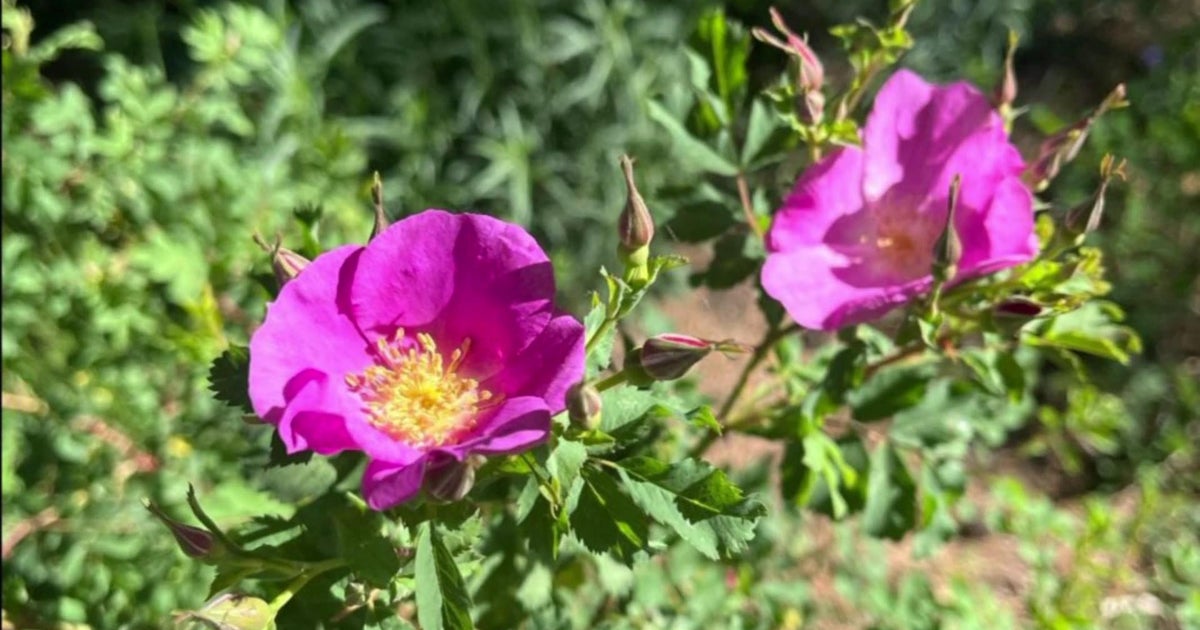 Amache roses bloom, recalling Colorado's Japanese-American ...