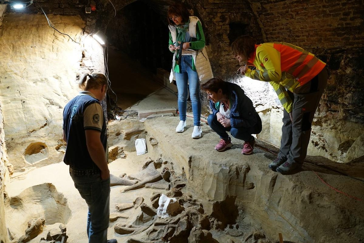A man found bones in his wine cellar. They were from 40,000-year-old ...