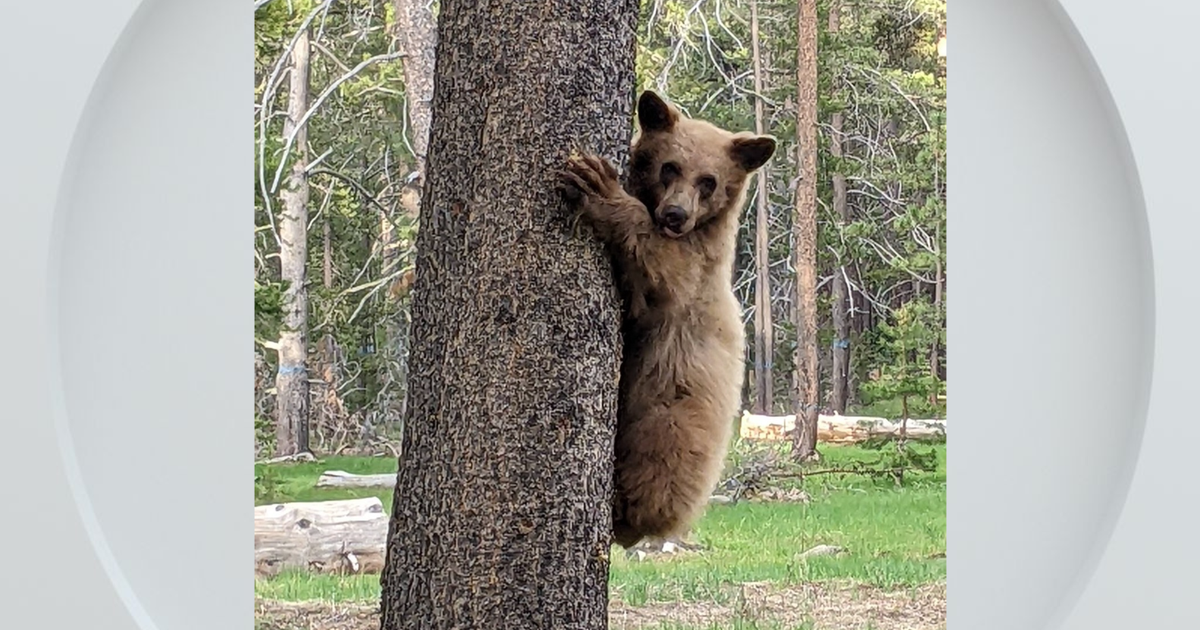 Property Owner Shoots And Kills Bear Cub That Entered South Lake Tahoe Home Middle East