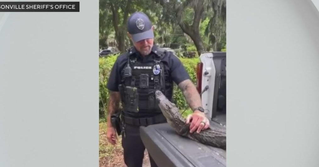 5-foot alligator "arrested" at Florida home of 104-year-old woman - CBS ...