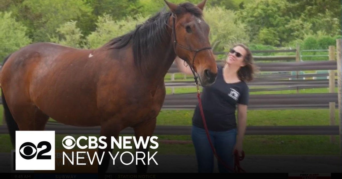 Long Island ranch helps veterans with PTSD through animal therapy - CBS ...