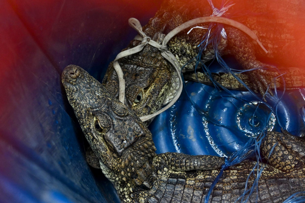 Gang members at prison operated call center and monitored crocodile ...