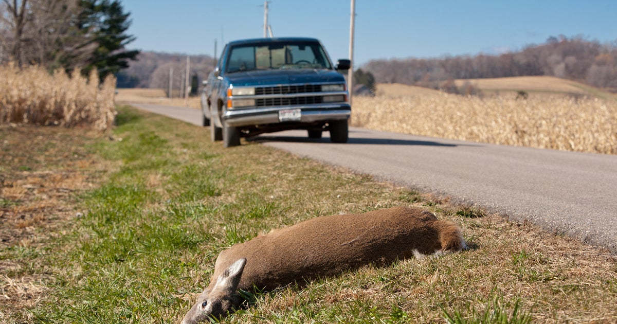 Who is responsible for cleaning up roadkill and how do they dispose of ...