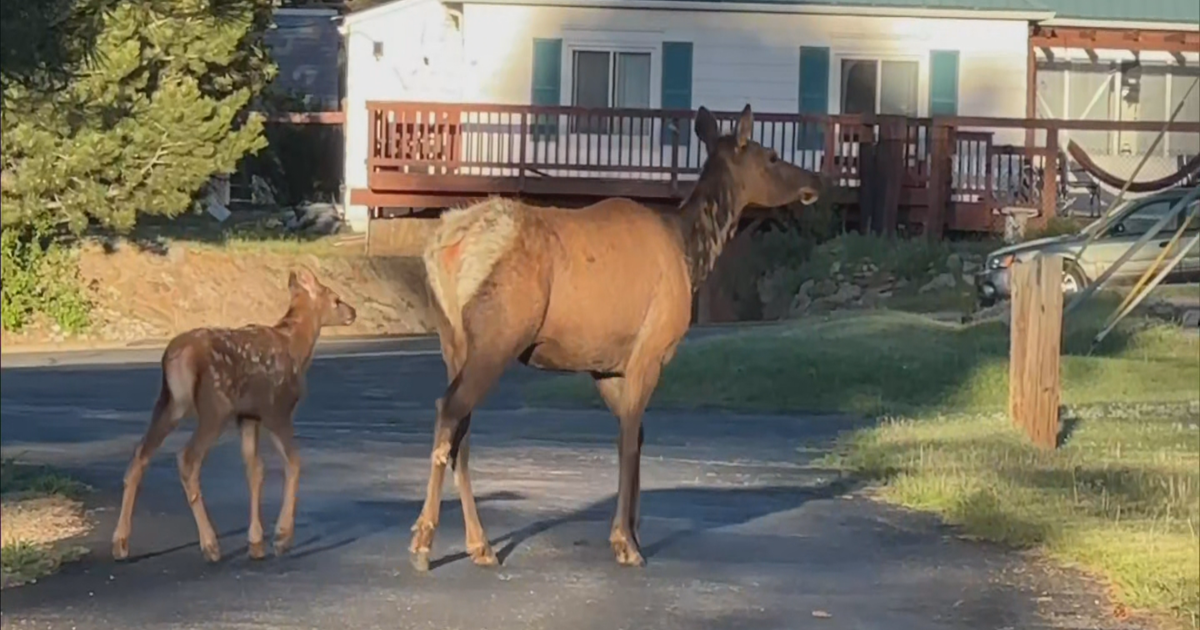Colorado boy, 4, attacked by an elk in Estes Park - the second such ...