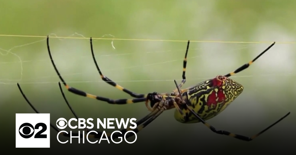Think cicadas are bad? Well giant flying spiders are headed to the U.S ...