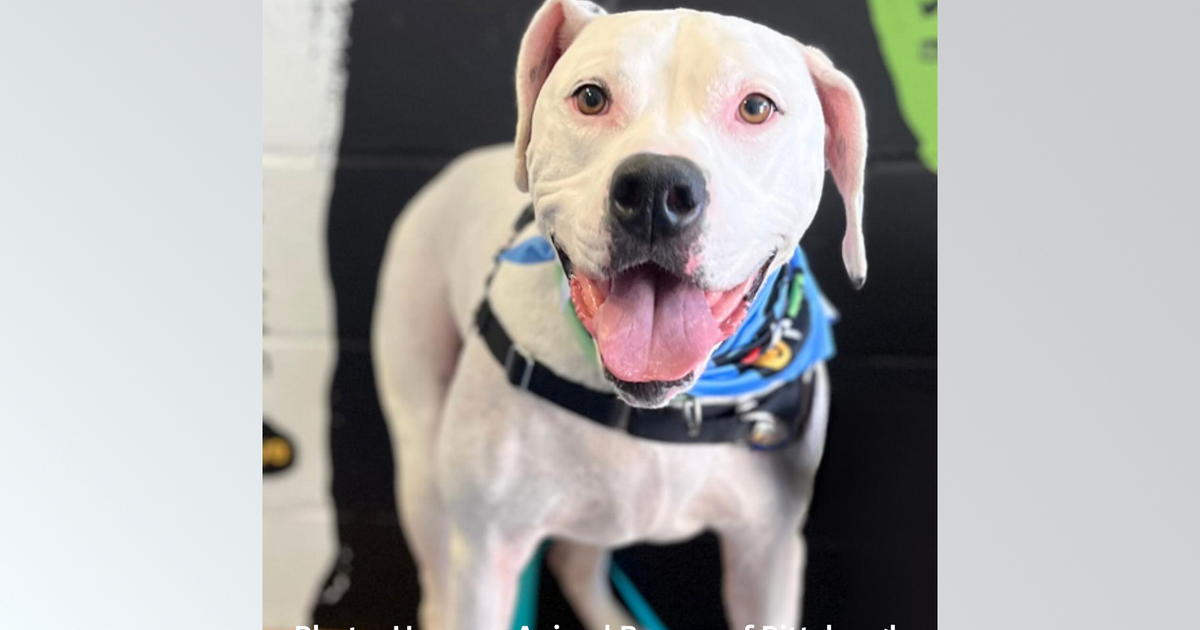 Humane Animal Rescue of Pittsburgh pup to represent Penguins in Stanley ...