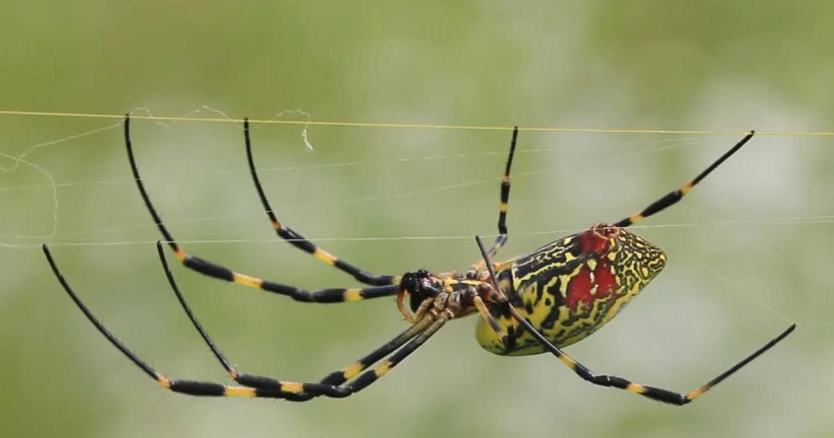Venomous flying spiders to spread along East Coast, scientists say ...