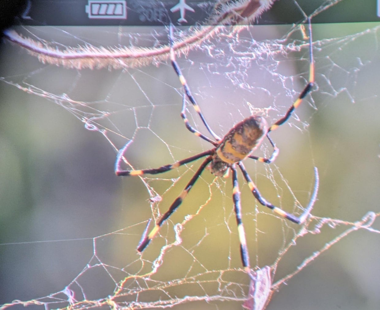 The Joro spiders are coming – and these photos from people along the ...