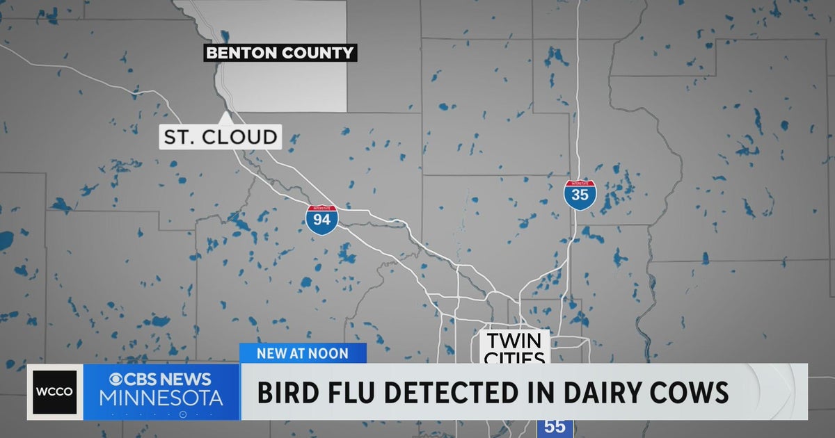 Bird flu confirmed in Minnesota dairy herd - CBS Minnesota