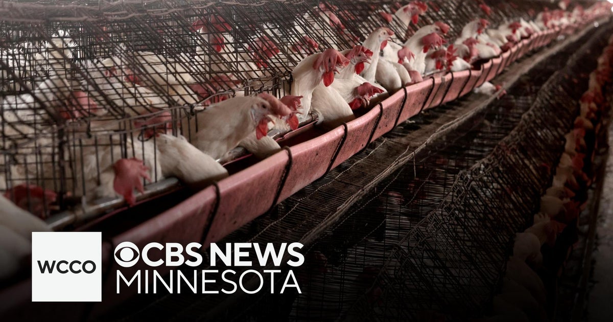 Agriculture specialist breaks down state of bird flu in Minnesota - CBS ...