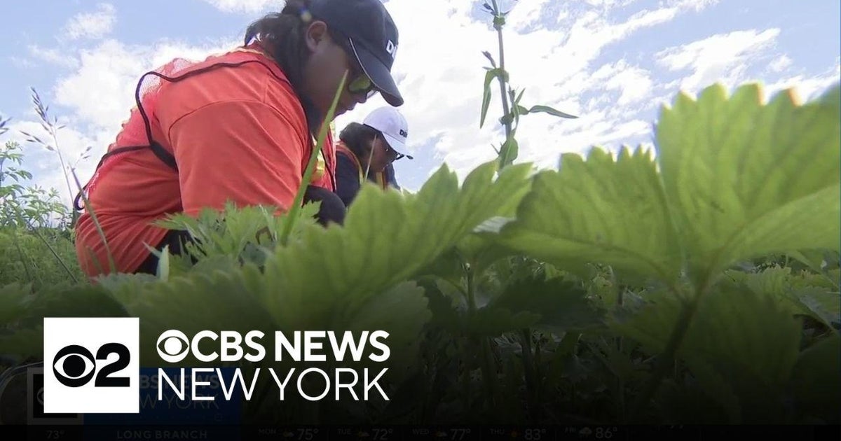 Long Island food pantries see array of diverse fruits & vegetables ...