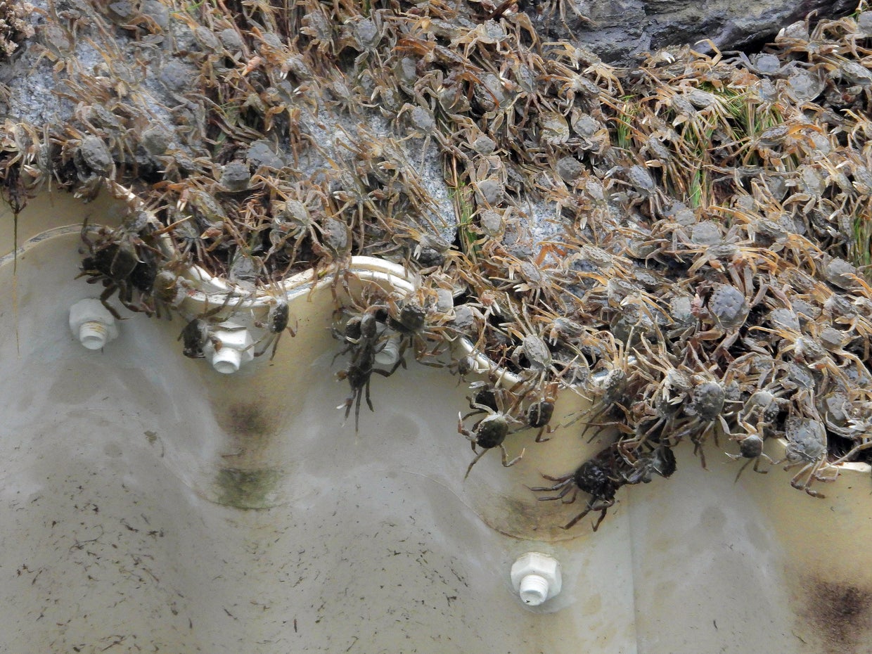 Invasive "furry"-clawed crabs that terrorize fishermen have been found ...