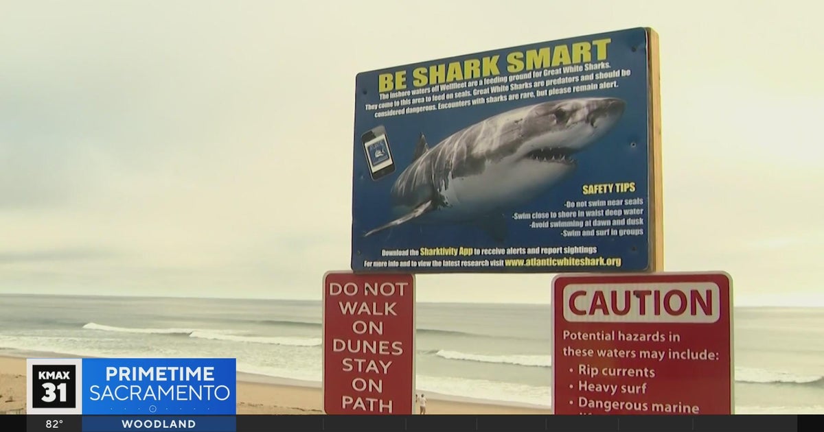 How to lower risk of shark attacks | The Answer - CBS Sacramento