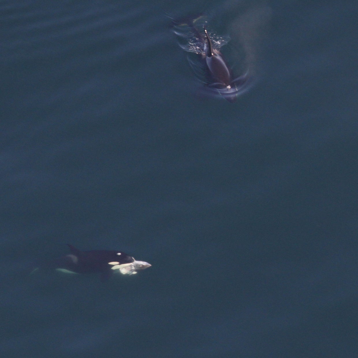 Over 160 "dazzling" whale and orca sightings reported off Massachusetts ...