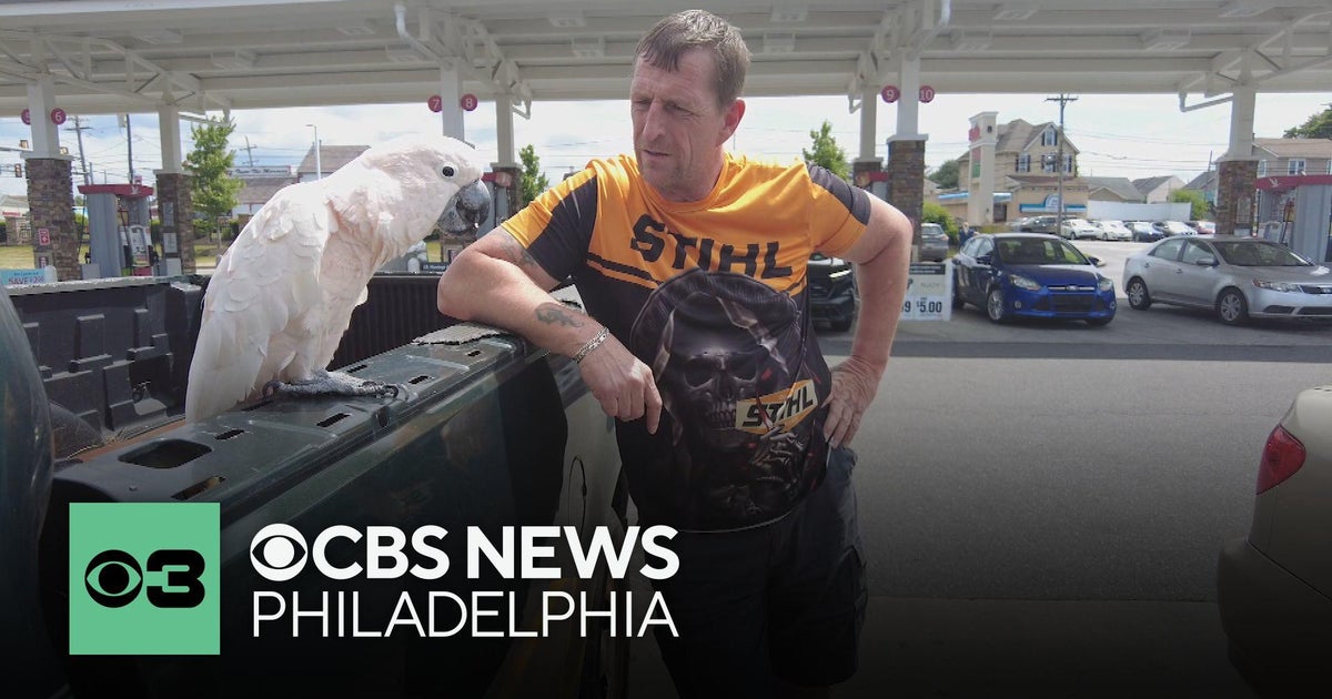 Meet the Delaware County man who brings his cockatoo to Wawa almost ...