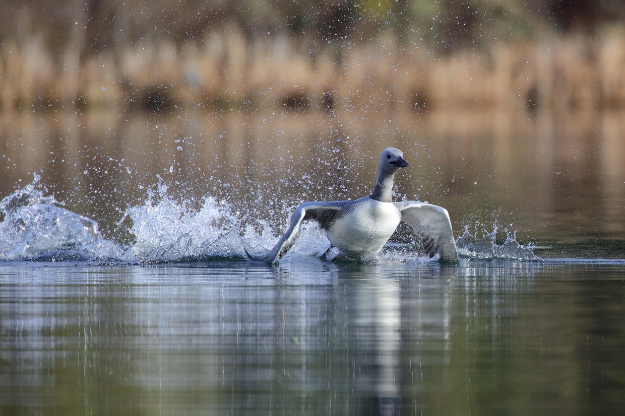 Photographer captures rare white loon in Canada - CBS Minnesota