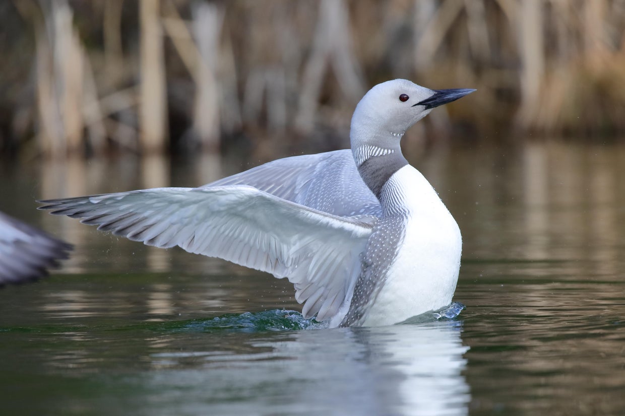Photographer captures rare white loon in Canada - CBS Minnesota
