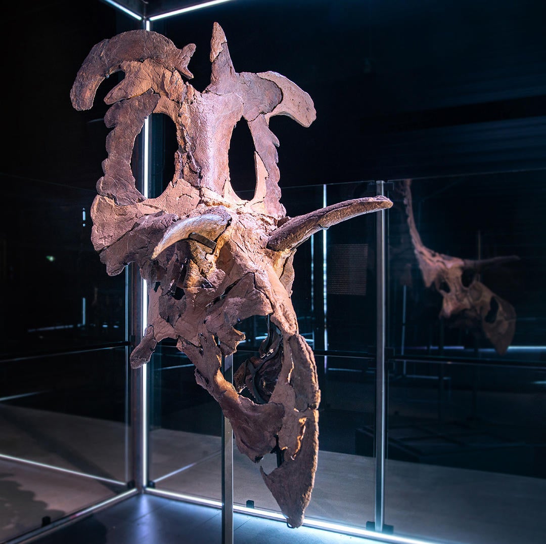 Find out why the Lokiceratops, a new dinosaur, was named by experts ...
