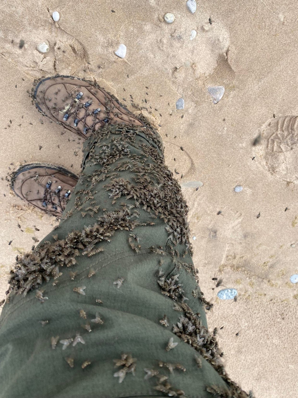 Visitors reminded about biting flies at national lakeshores in Michigan ...