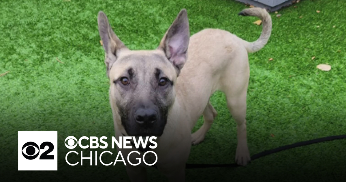 Meet PAWS Pet of the Week, Nero - CBS Chicago