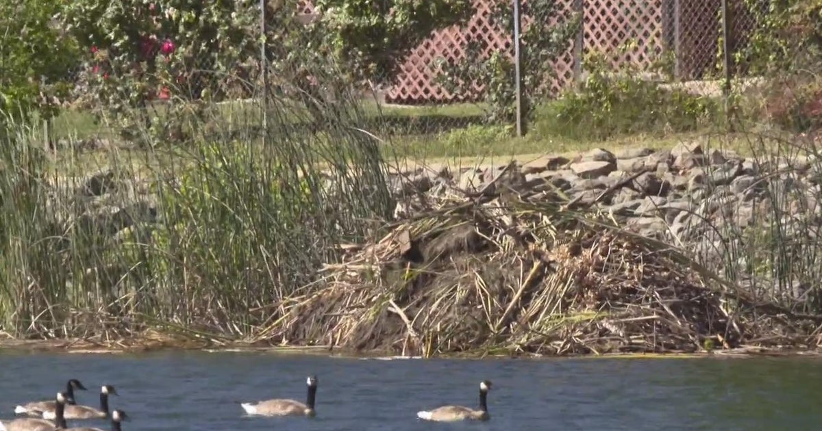 Wildlife officials are trying to solve a beaver problem in El Dorado ...