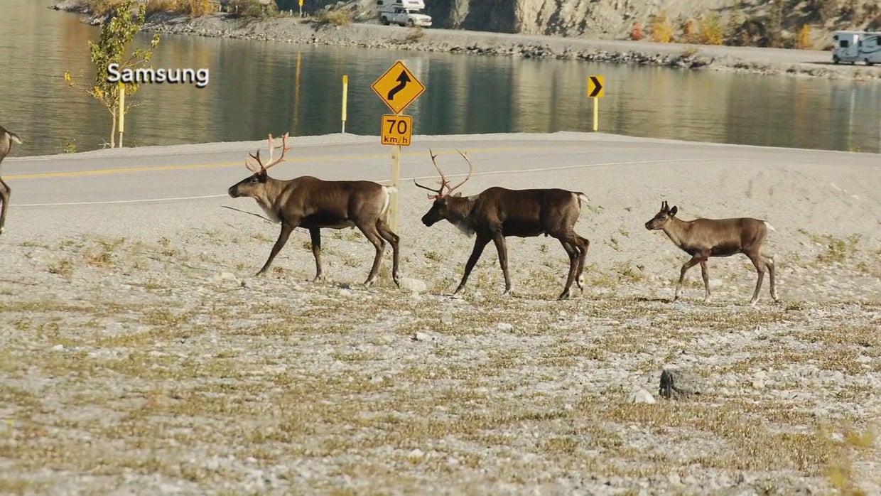 Team of female Colorado STEM students invents wildlife detection device ...