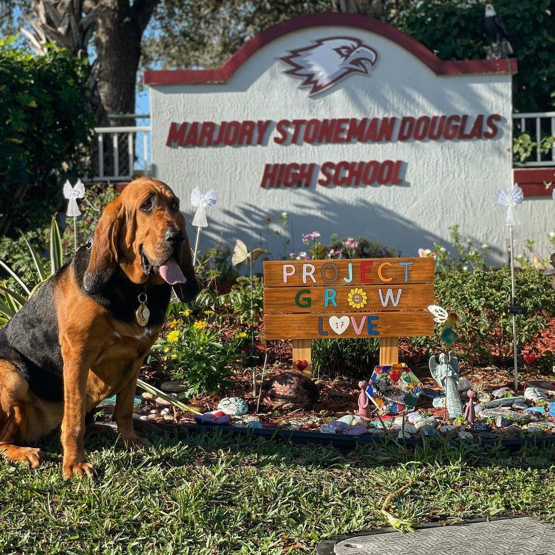 Macie the bloodhound, beloved BSO K-9 with nearly decade-long career ...