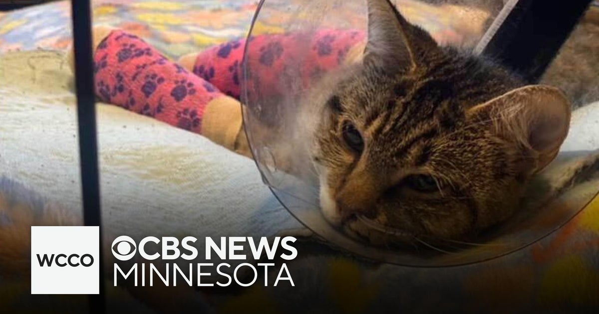 Cat on the road to recovery after suffering 12-story fall in ...