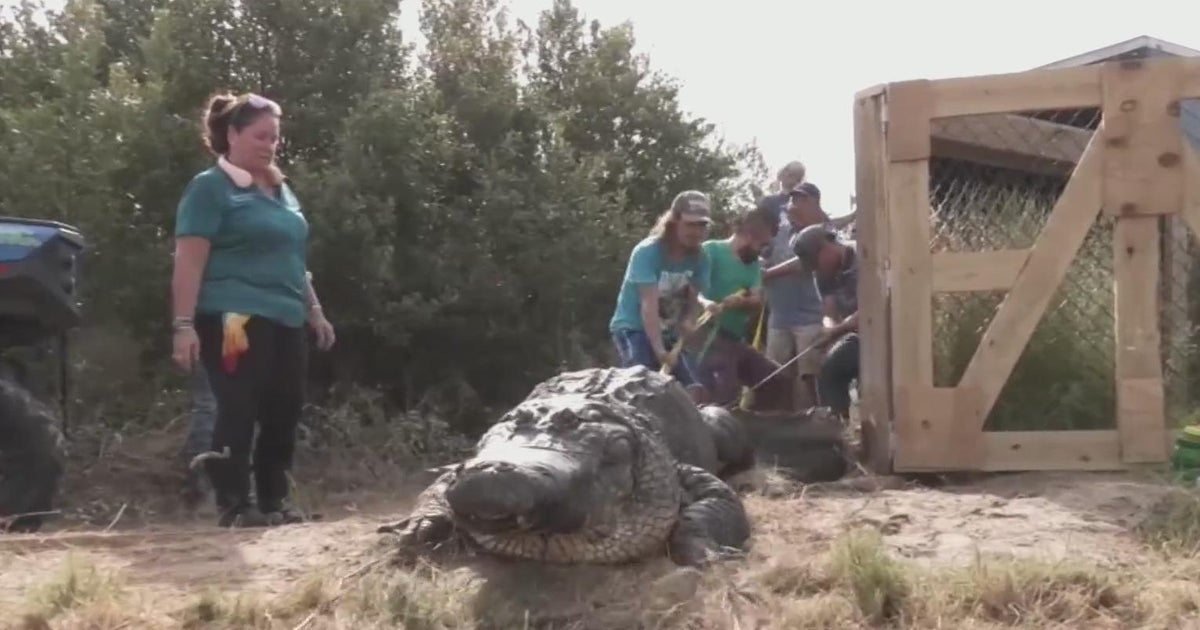 Video: Texas sanctuary relocates 800-pound alligator named "Padre ...