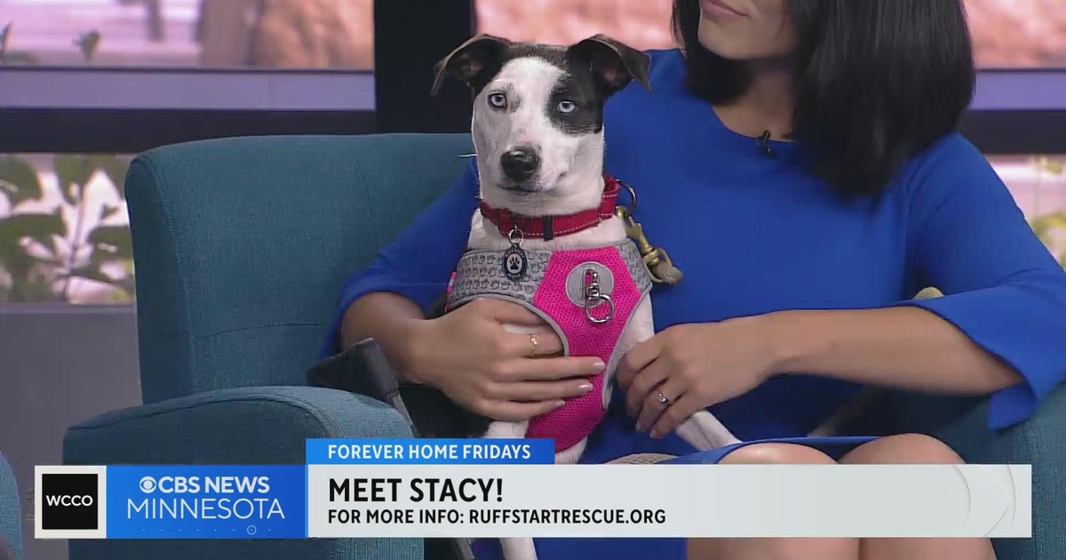 Forever Home Friday's: Meet Stacy! - CBS Minnesota