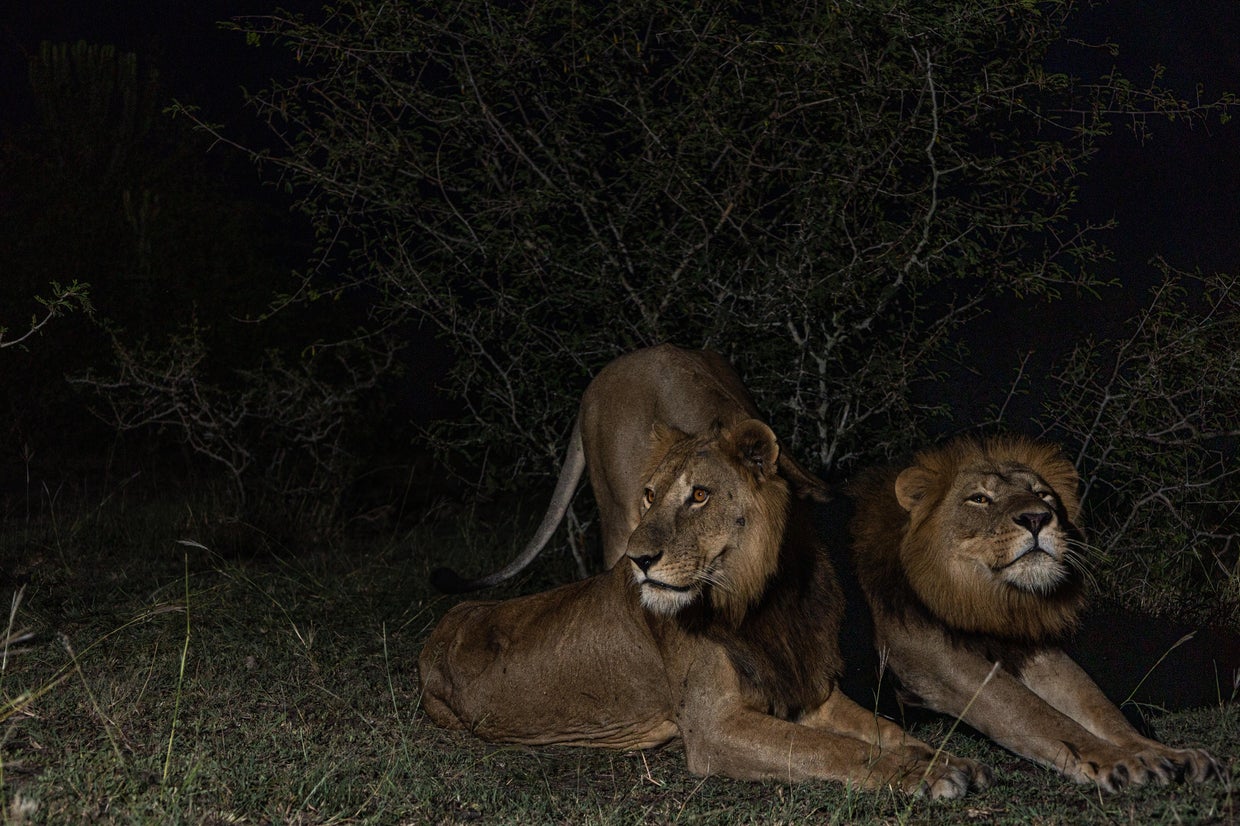 Amputee lion who survived being gored and attempted poachings makes ...