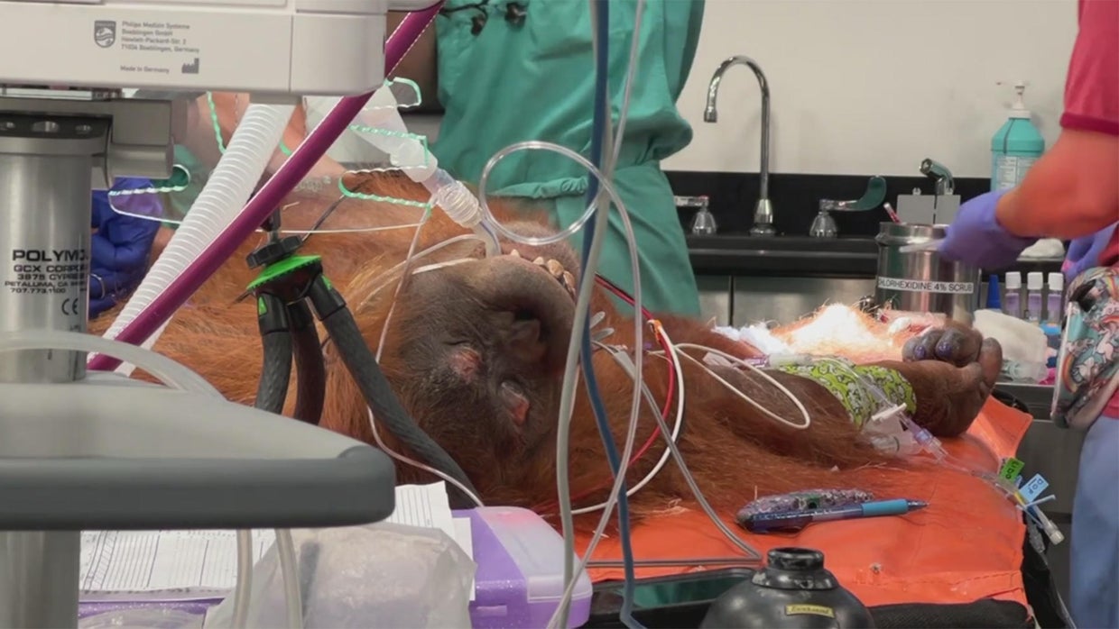 Orangutan at Denver Zoo Conservation Alliance receives specialized ...