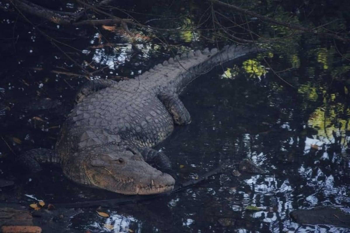 Heavy rains leave at least 200 crocodiles crawling around cities in Mexico near Texas ...