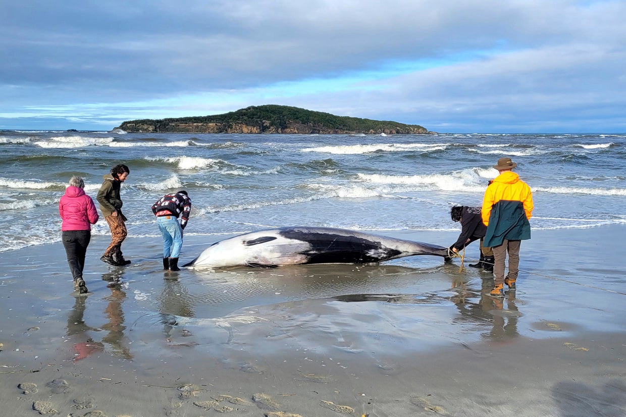 Creature that washed up on New Zealand beach may be world's rarest ...