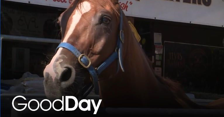 Giddy up for an endurance ride of a lifetime! | Cody's Cravan - Good ...