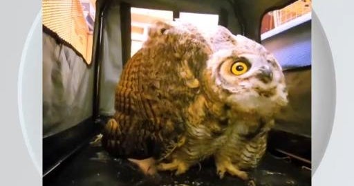 Great horned owl goes through treatment in rehab after wing injury ...