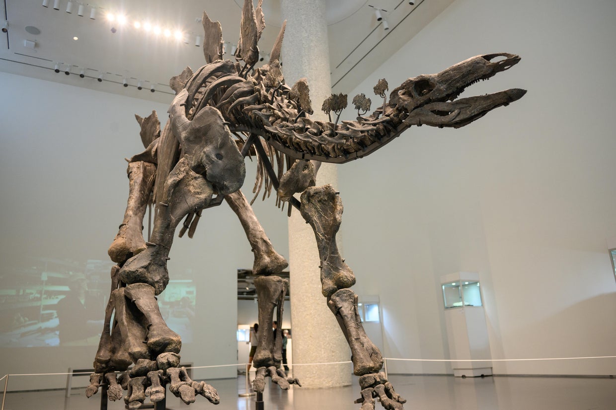 Stegosaurus sells for almost $45 million at Sotheby's auction, the most ...