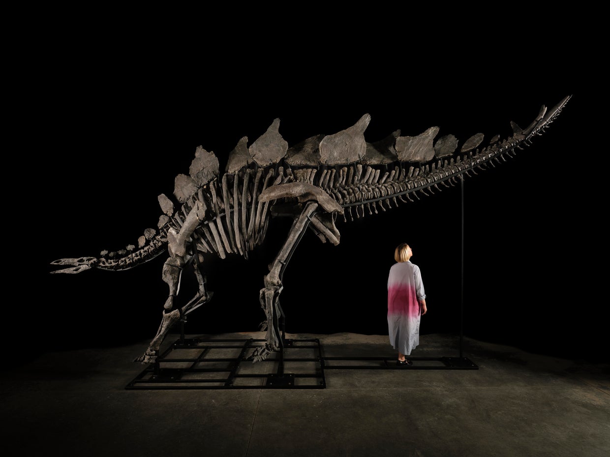 Stegosaurus sells for almost $45 million at Sotheby's auction, the most ...