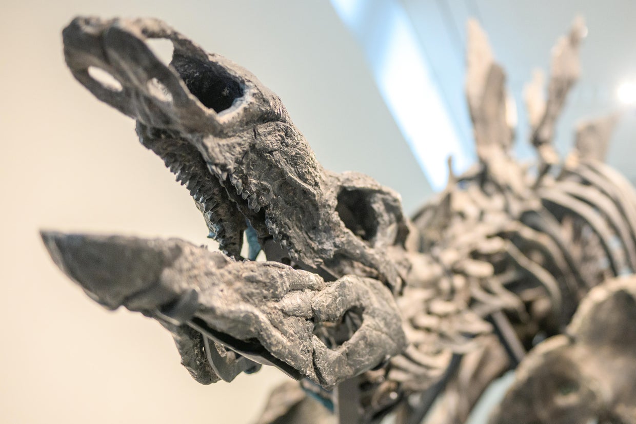 Stegosaurus sells for almost $45 million at Sotheby's auction, the most ...