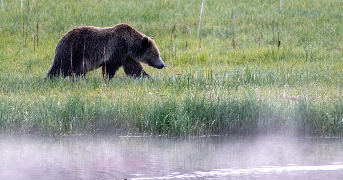 Grizzly bear attacks and injures archery hunter in "surprise encounter ...