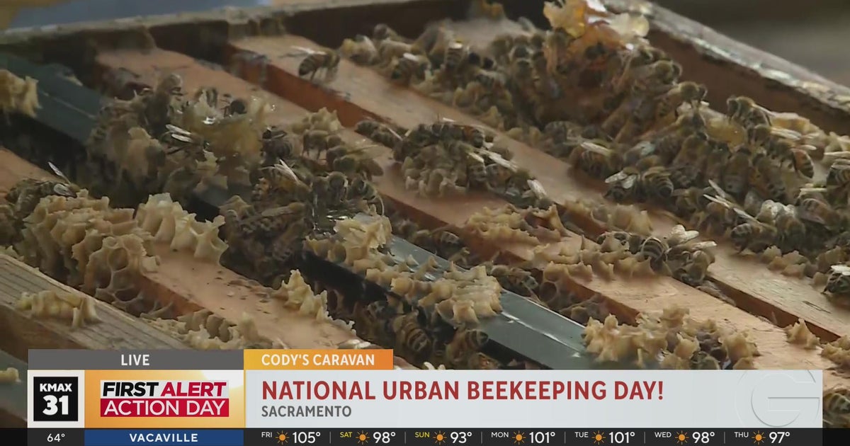 Cody's Caravan: National Urban Beekeeping Day - Good Day Sacramento