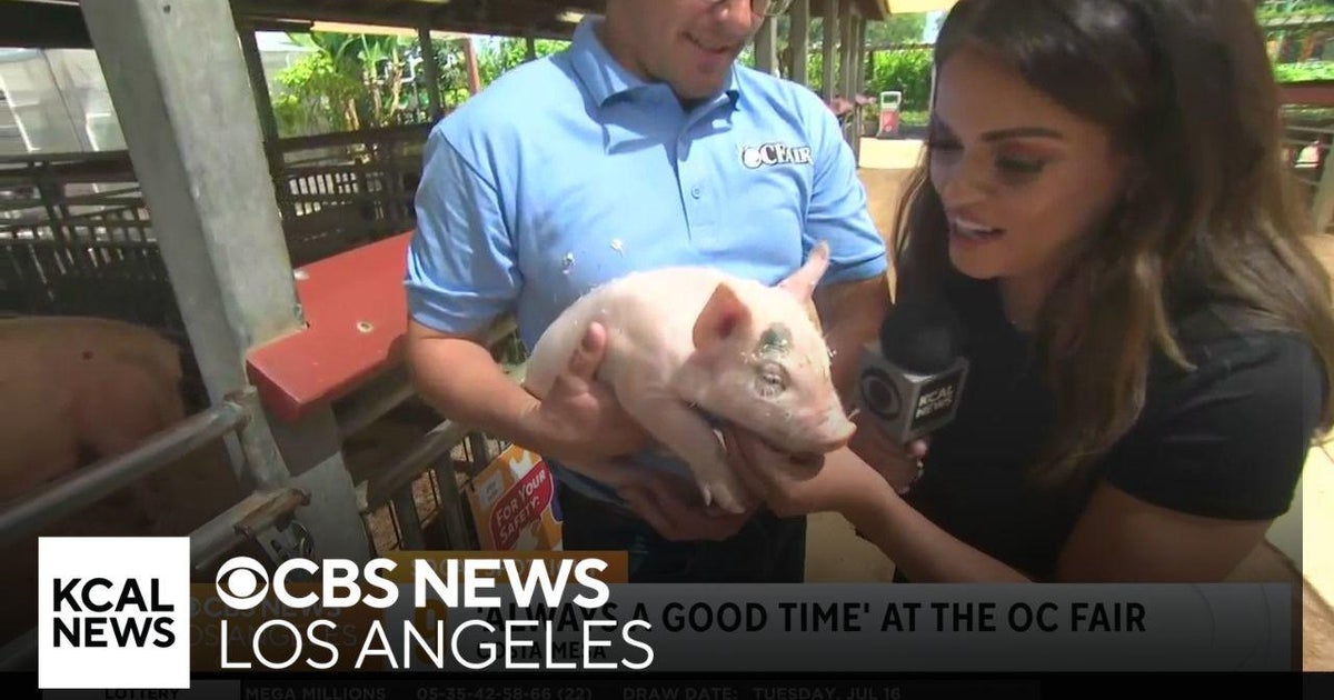 OC Fair farm animals | SoCal Spotlight - CBS Los Angeles