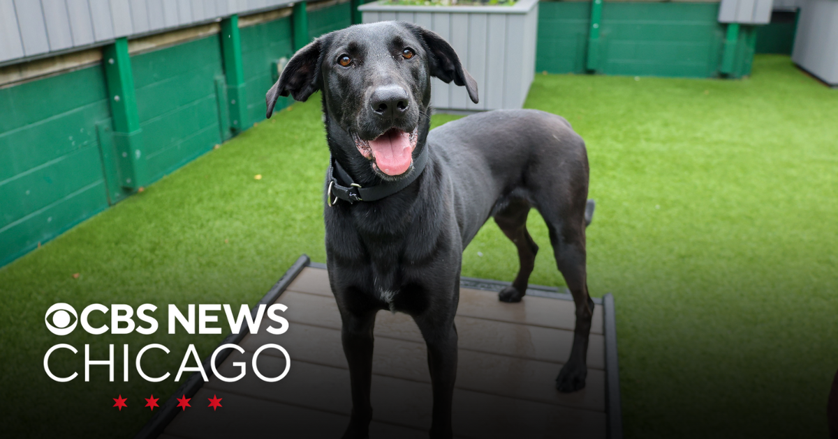 Meet Mandy, PAWS Chicago Pet of the Week - CBS Chicago