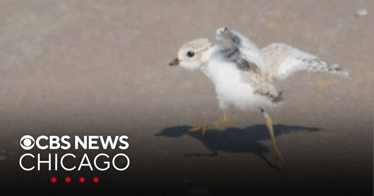 Piping plover chick officially named Nagamo - CBS Chicago